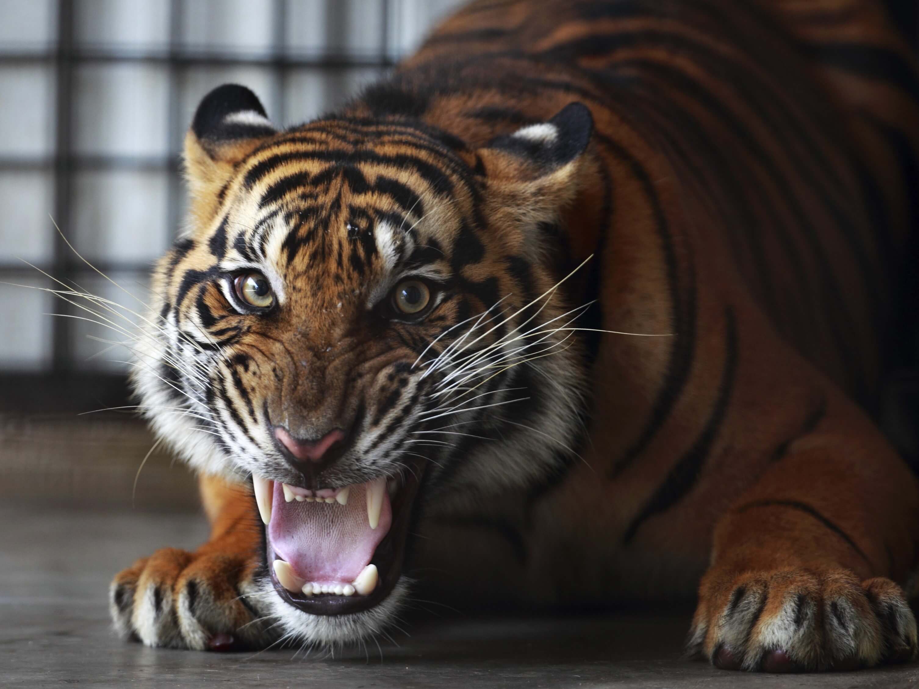 Tiger Photos | WallPics