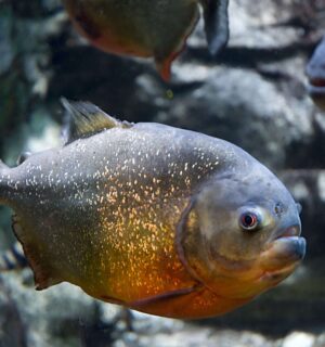 Piranha HD | WallPics
