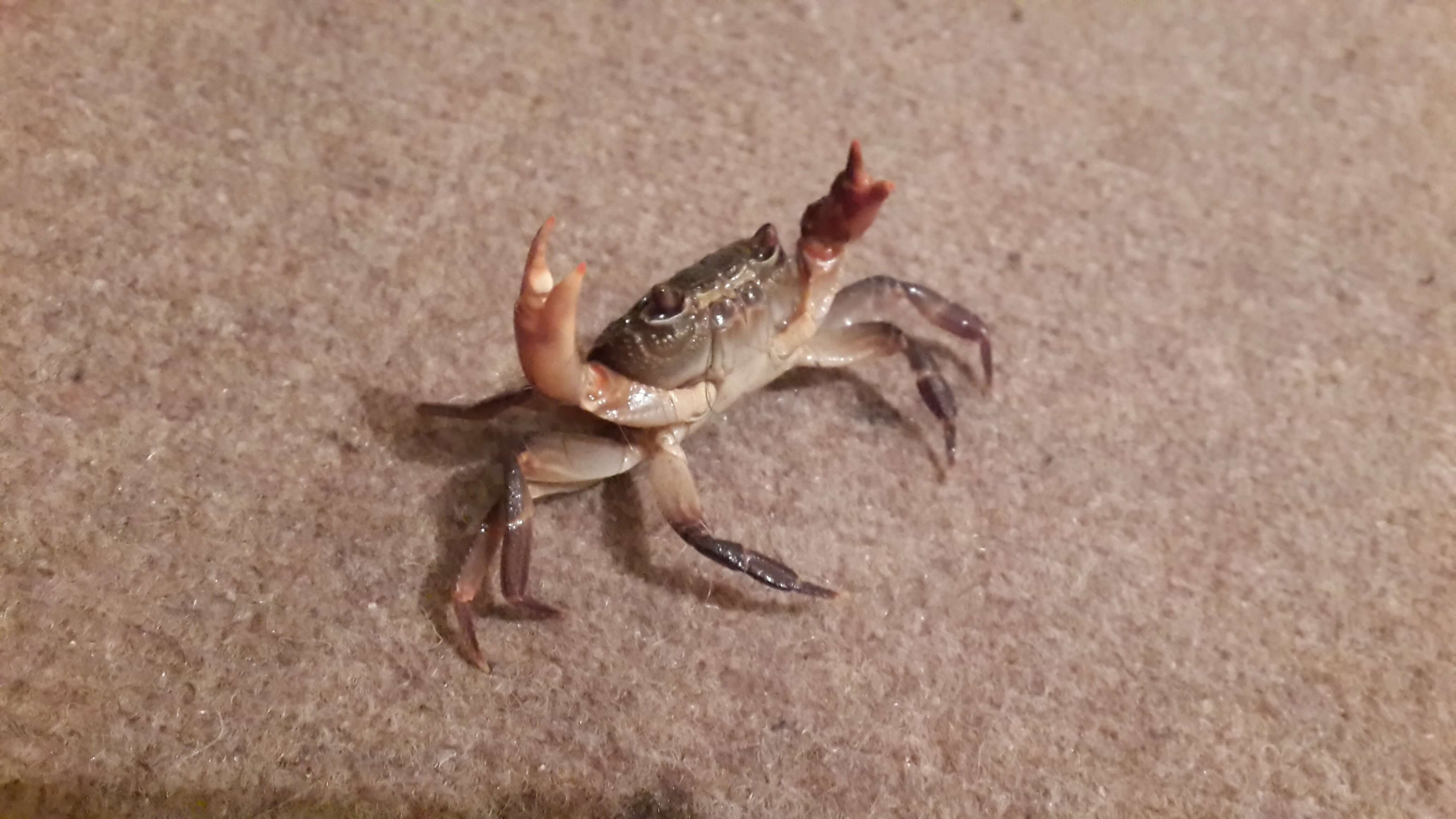 Crab Photos | WallPics
