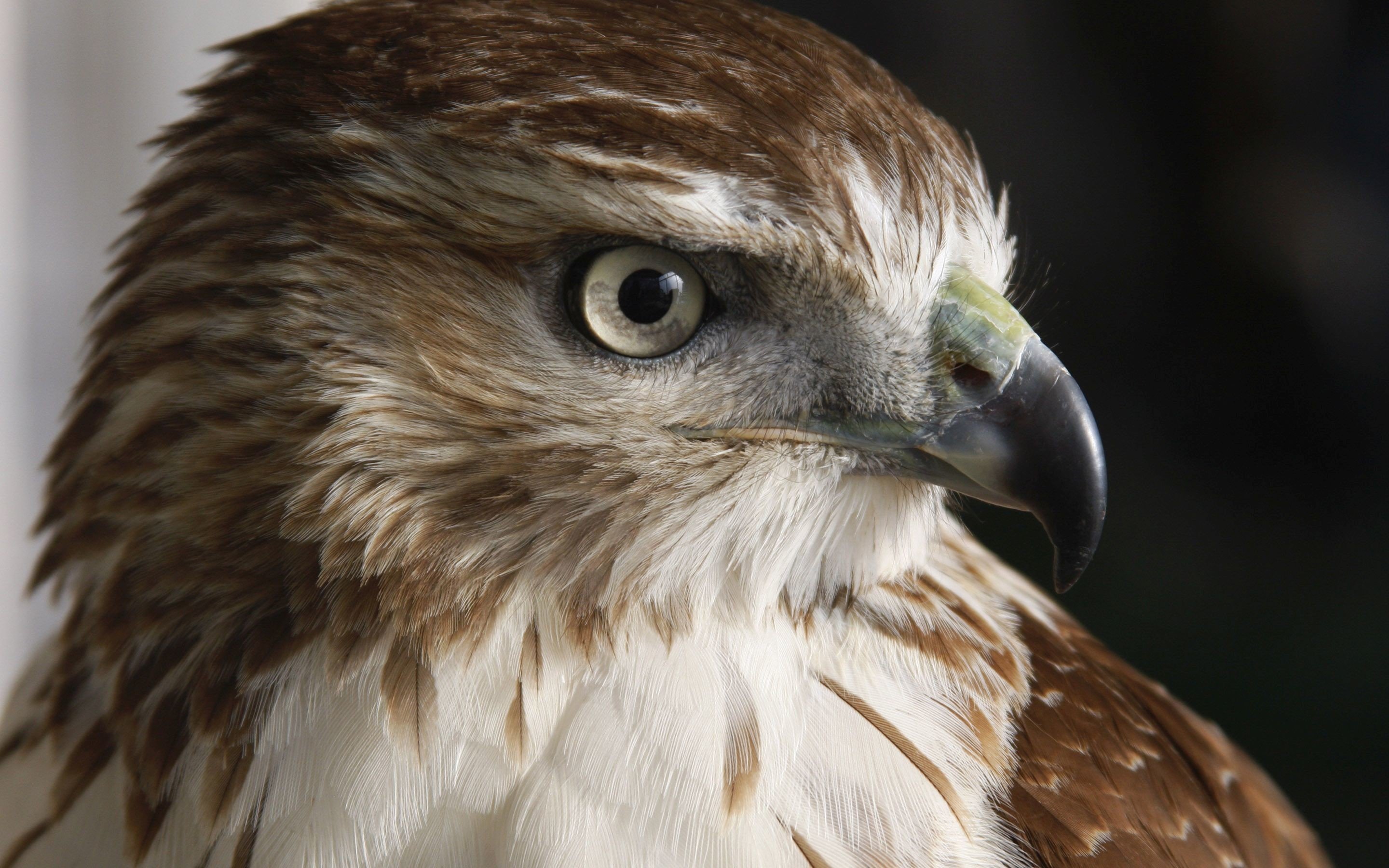 Falcon HD | WallPics