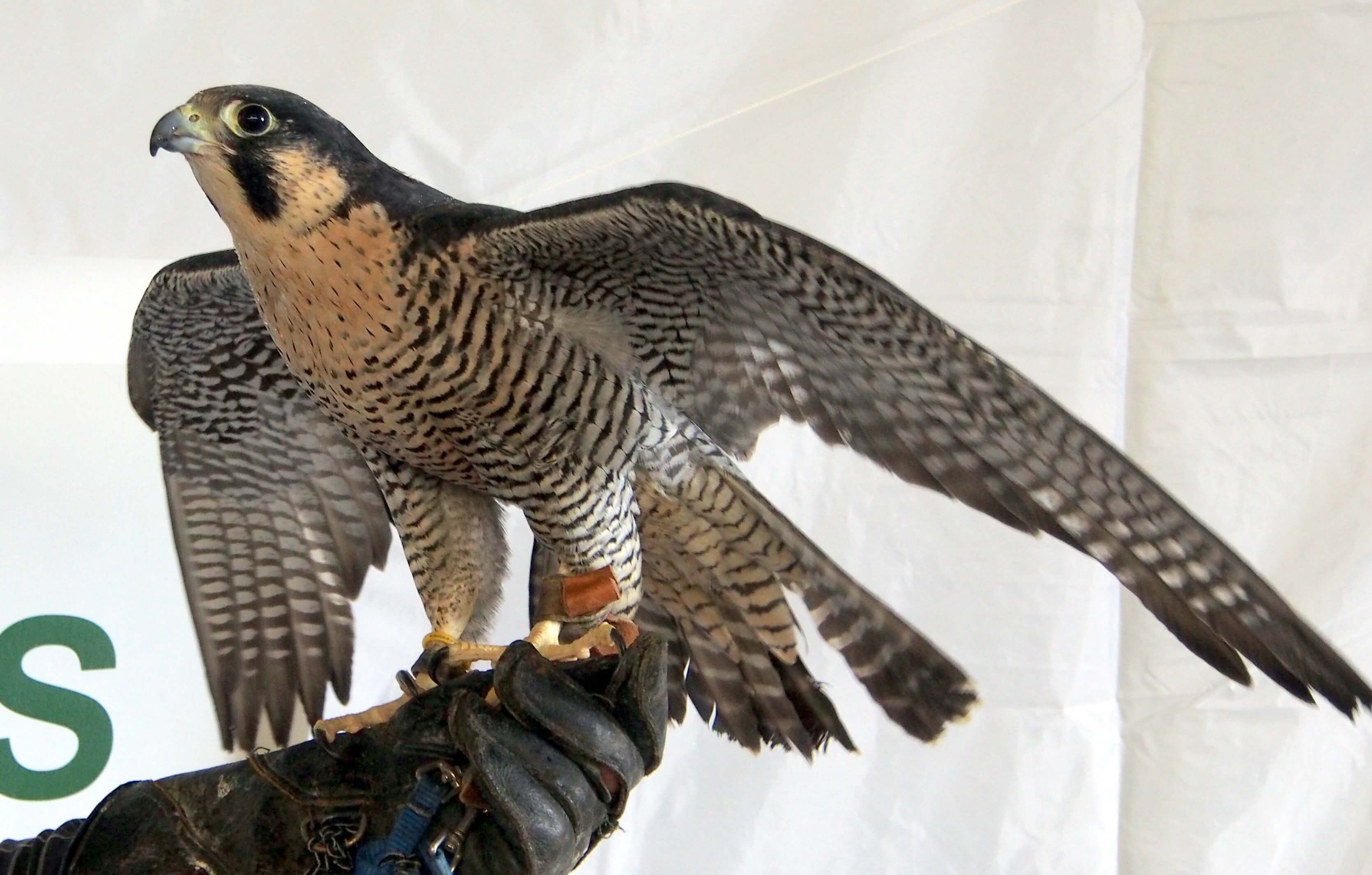 Falcon Pics | WallPics