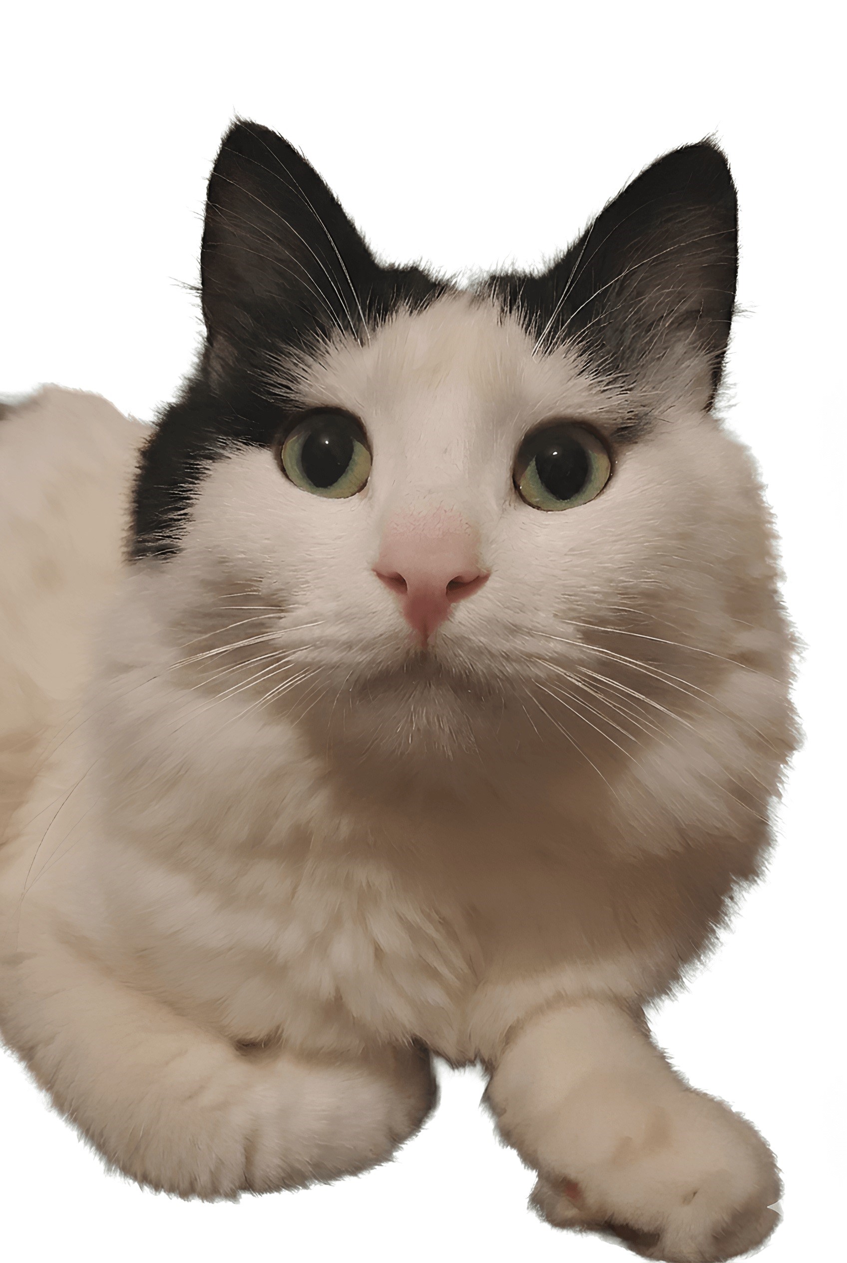 Cat Mobile Wallpapers - Wallpics.Net - Wallpapers, Photos, Pictures ...