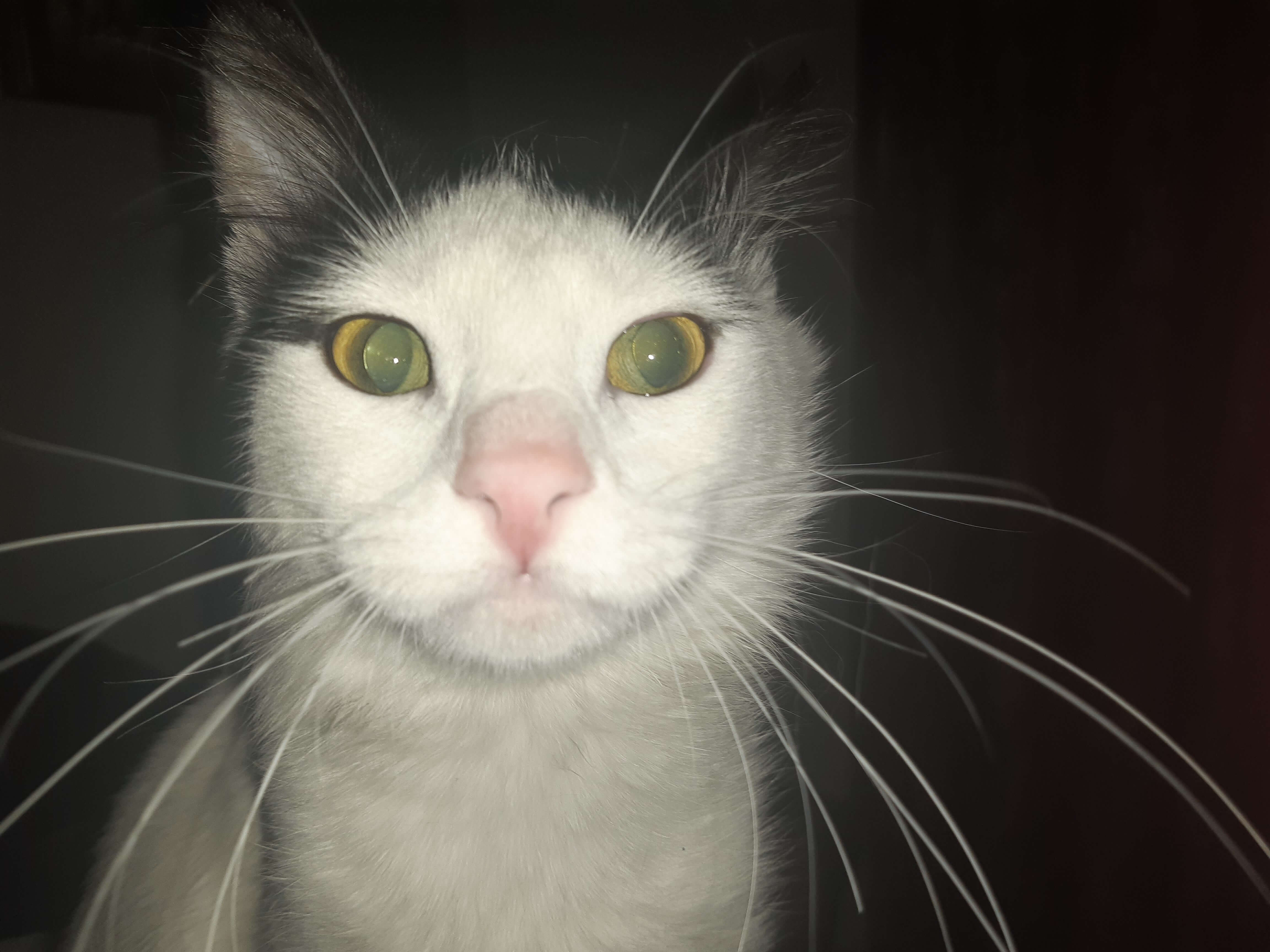 Cat Pictures - Wallpics.Net - Wallpapers, Photos, Pictures, Backgrounds